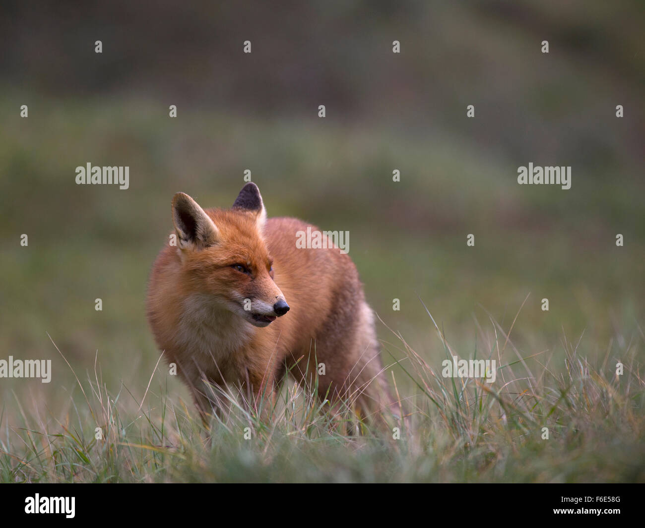 Red fox (Vulpes vulpes) in meadow, North Holland, The Netherlands Stock ...
