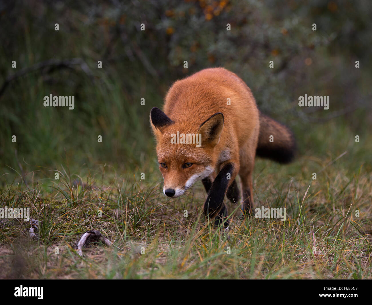 Red fox (Vulpes vulpes), North Holland, The Netherlands Stock Photo - Alamy
