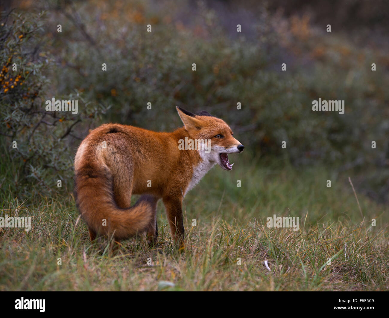 Red fox (Vulpes vulpes) yawning, North Holland, The Netherlands Stock ...