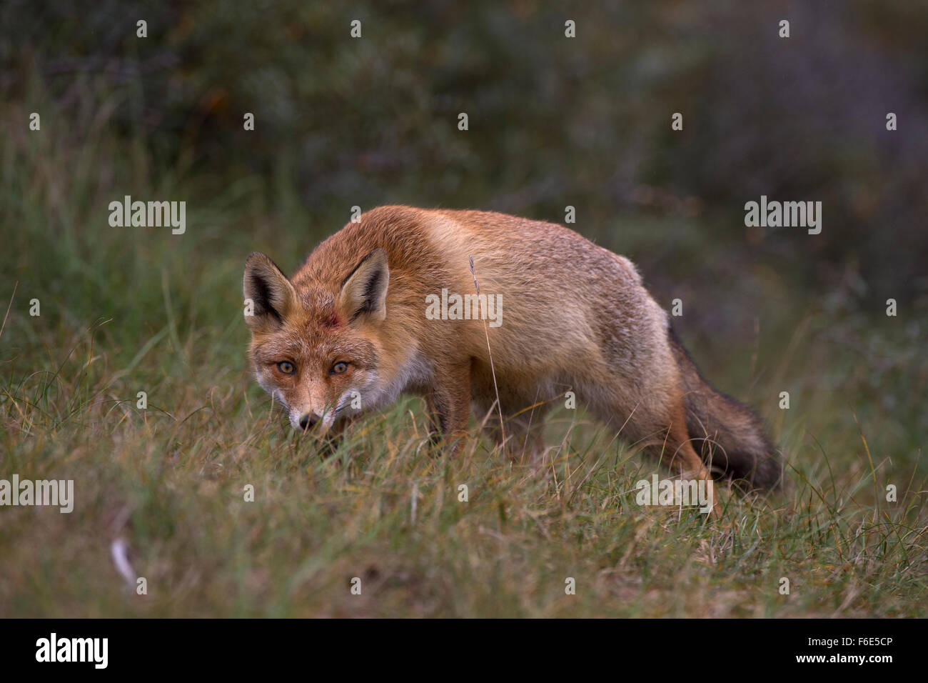 Red fox (Vulpes vulpes), North Holland, The Netherlands Stock Photo - Alamy