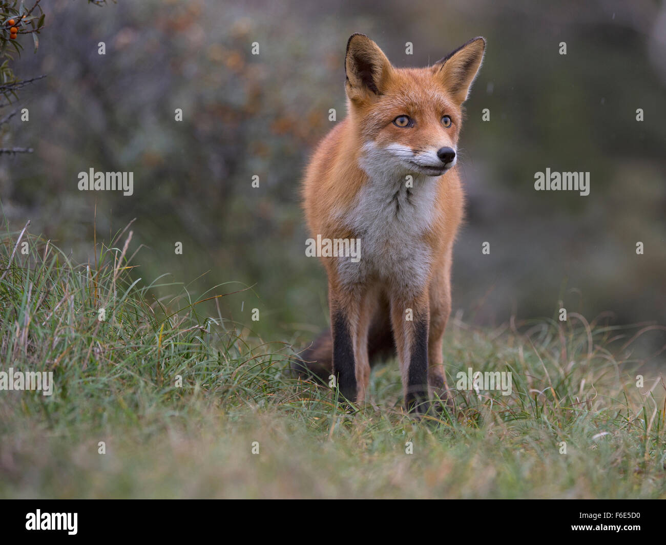 Red fox (Vulpes vulpes), North Holland, The Netherlands Stock Photo - Alamy