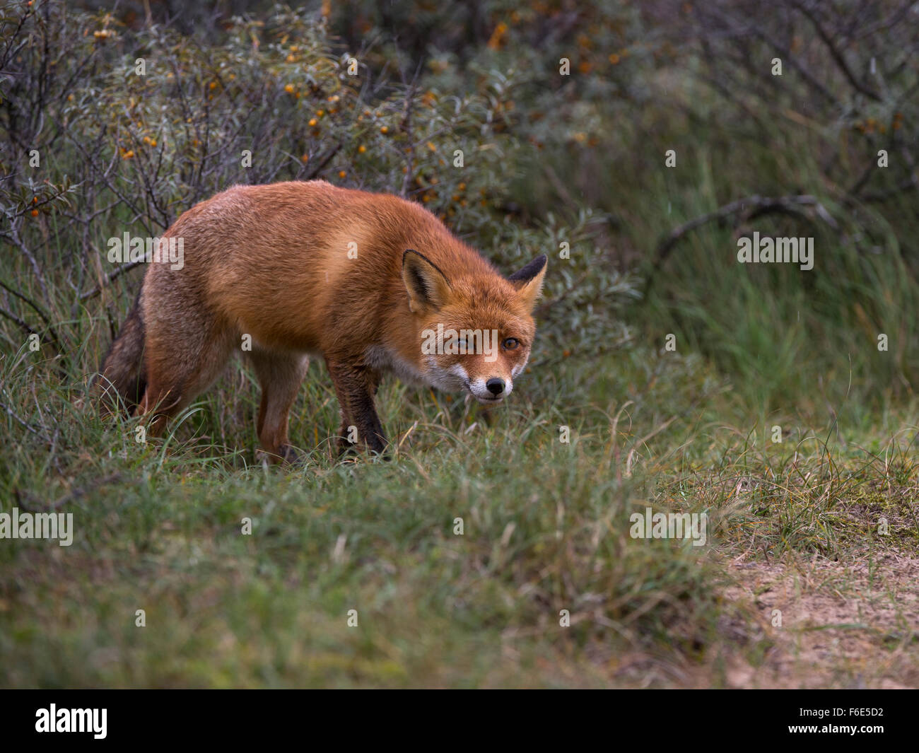 Red fox (Vulpes vulpes), North Holland, The Netherlands Stock Photo - Alamy