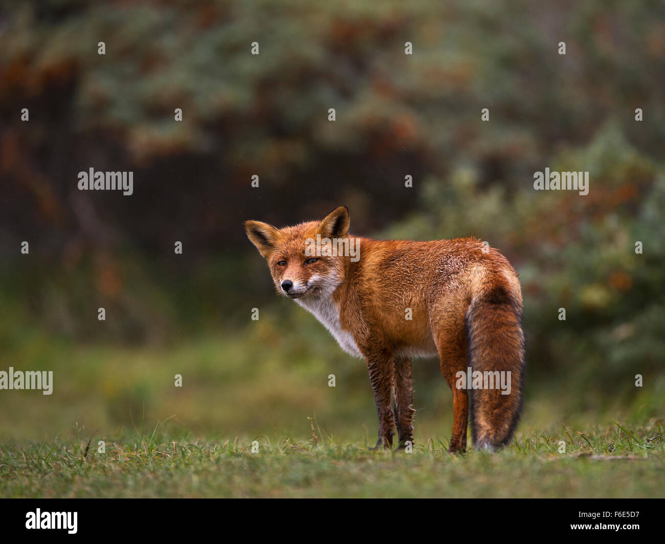 Red fox (Vulpes vulpes), North Holland, The Netherlands Stock Photo - Alamy