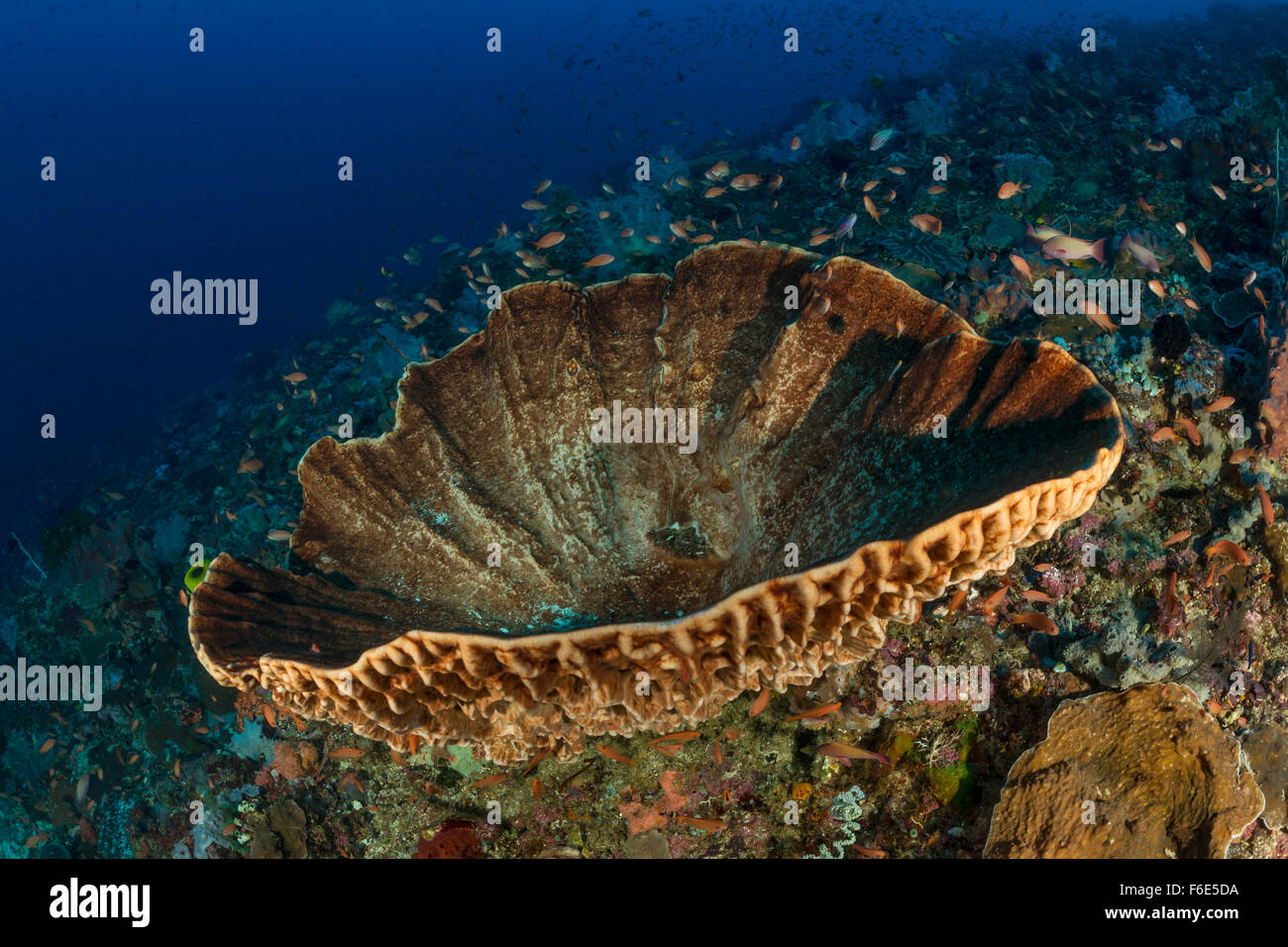 Giant sponge hi-res stock photography and images - Alamy
