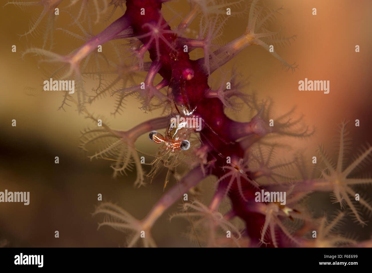Commensal crab hi-res stock photography and images - Alamy