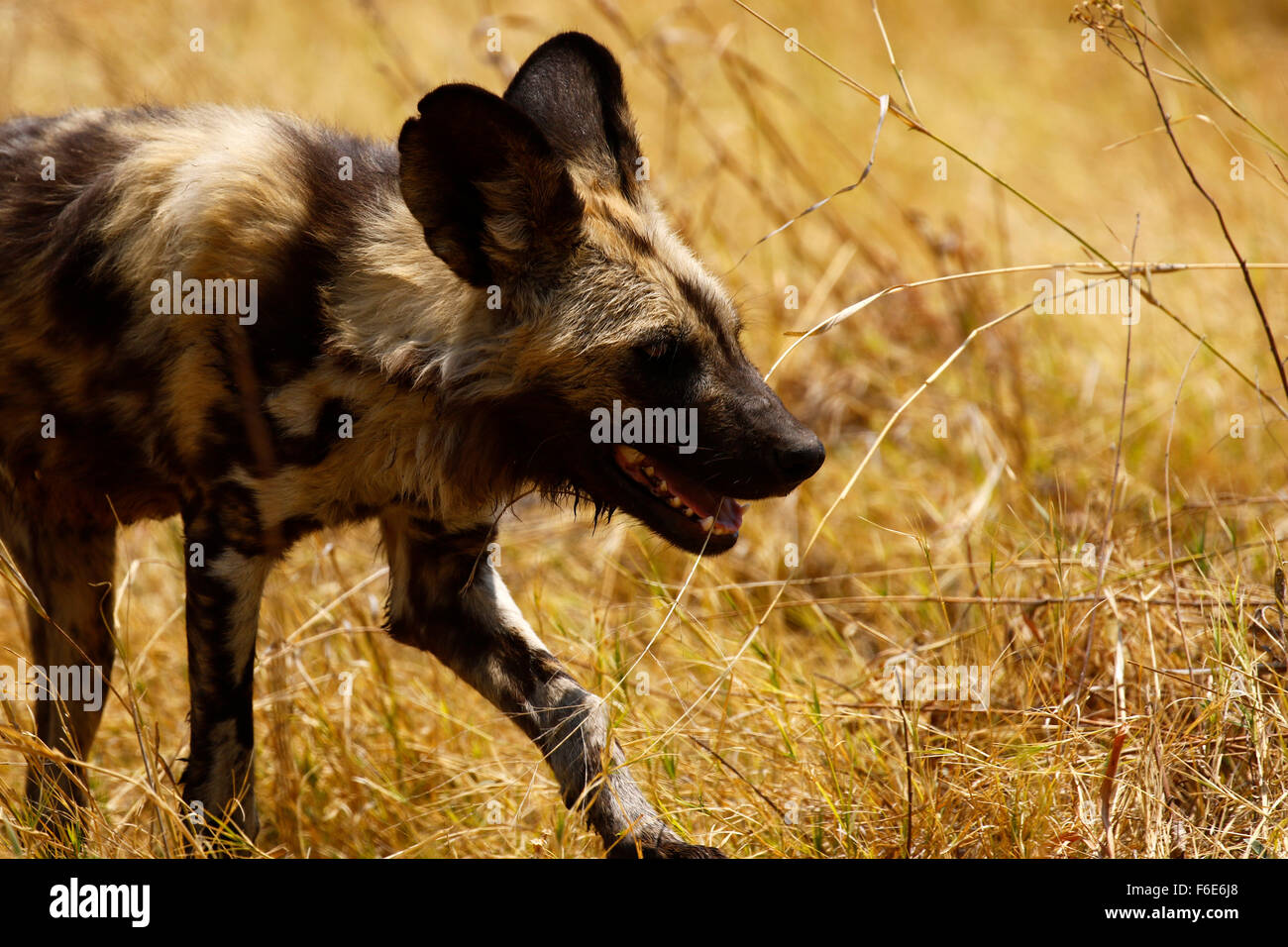 African wild dogs socializing playfully beautiful dogs having fun. They ...