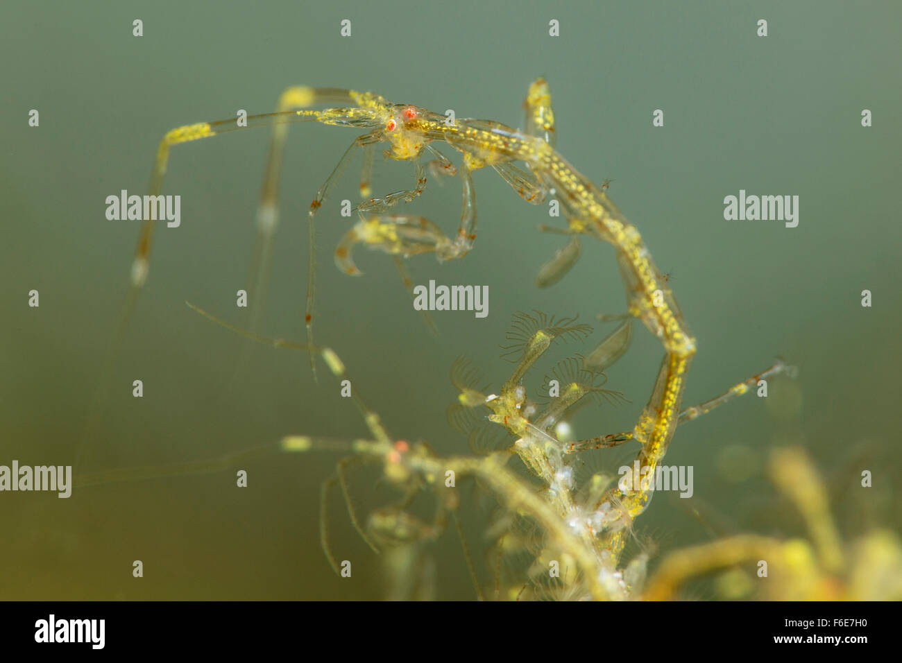 Sceleton Shrimp, Caprella sp., Sumbawa, Indonesia Stock Photo - Alamy