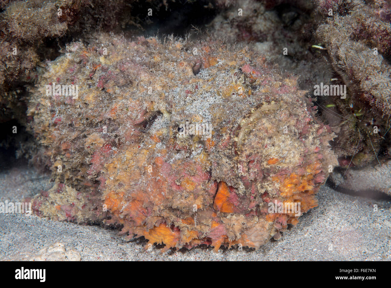 Reef stonefish reef hi-res stock photography and images - Alamy