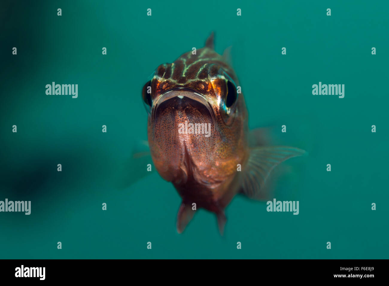 Cardinalfish, Apogon sp., Sumbawa, Indonesia Stock Photo - Alamy