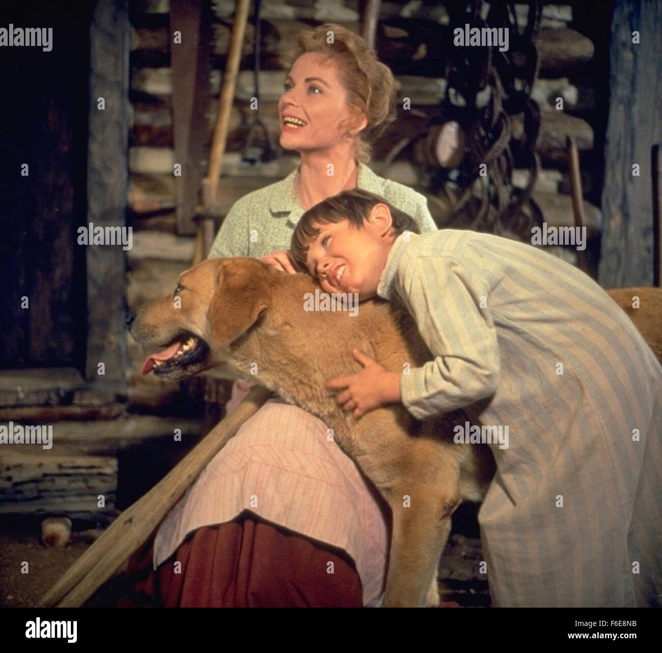 Old yeller hi-res stock photography and images - Alamy