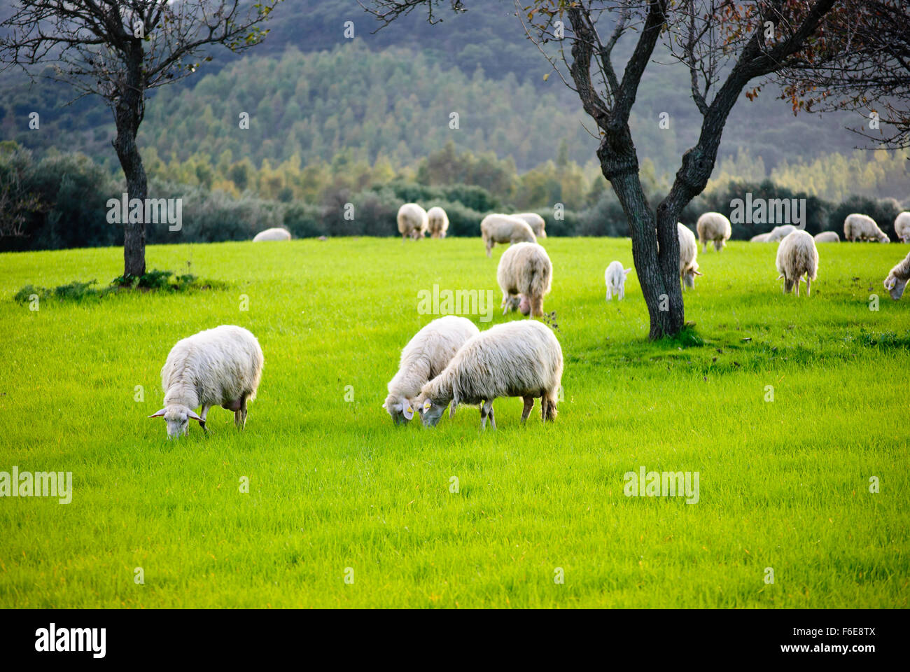 Australian sheep farm hi-res stock photography and images - Alamy