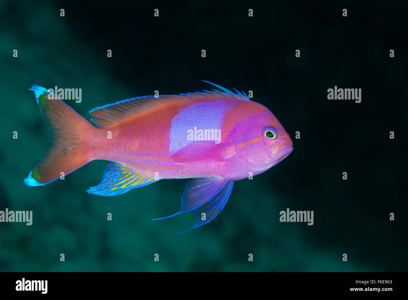 Square-spot Fairy Basslet , Pseudanthias pleurotaenia, Flores ...