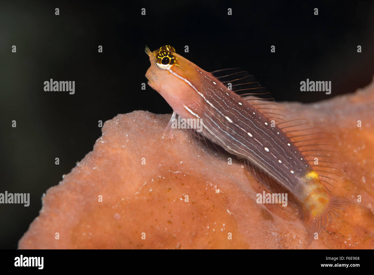 White-lined Blenny, Ecsenius pictus, Flores, Indonesia Stock Photo - Alamy