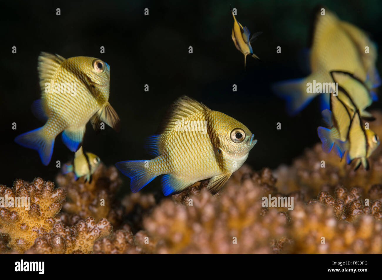 Reticulate Damsel, Dascyllus reticulatus, Flores, Indonesia Stock Photo ...