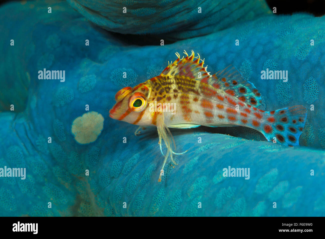 Dwarf Hawkfish on blue Starfish, Cirrhitichthys falco, Flores ...
