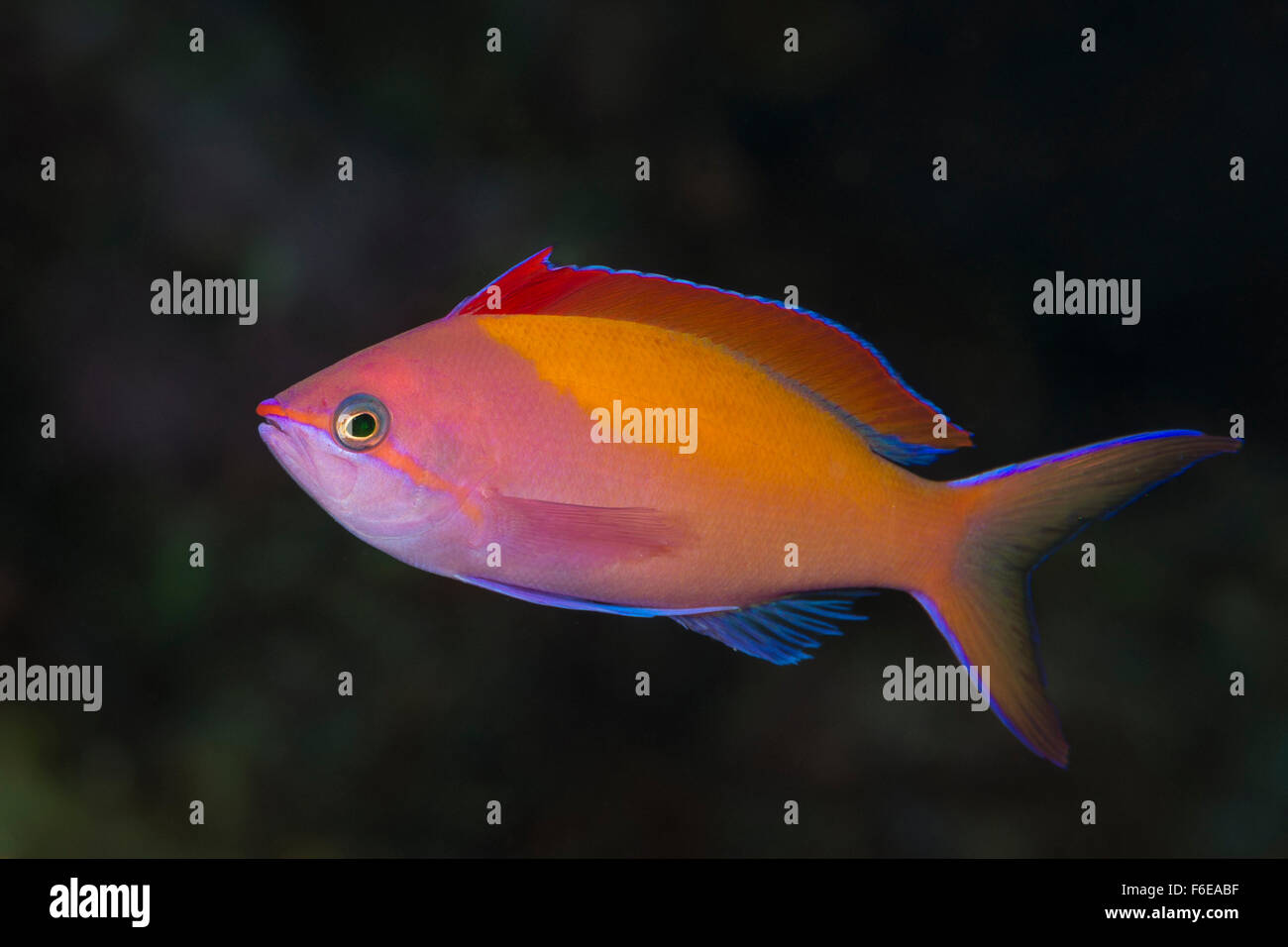 Redfin Fairy Basslet, Pseudanthias dispar, Flores, Indonesia Stock ...