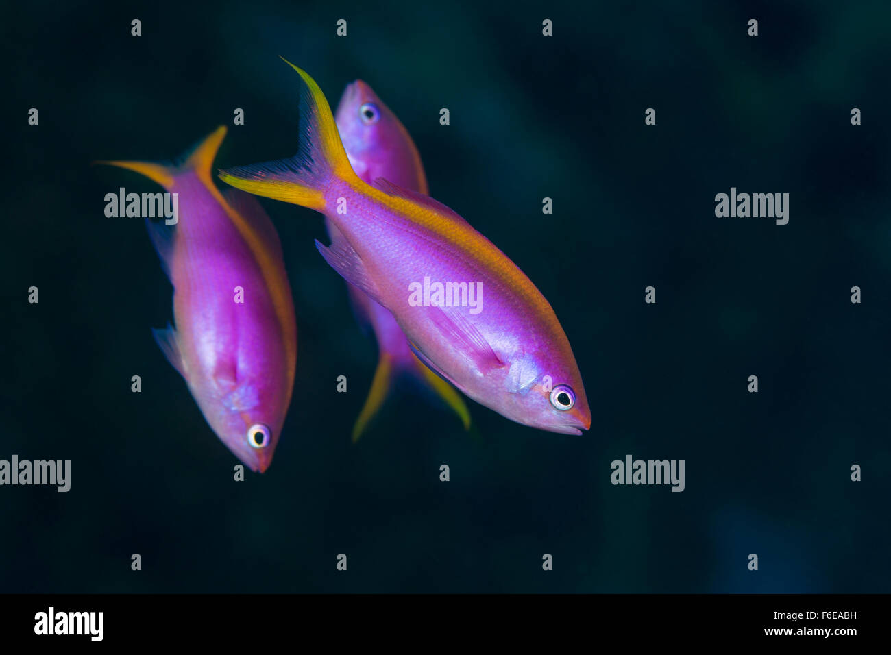 Purple Fairy Basslet, Pseudanthias tuka, Flores, Indonesia Stock Photo ...