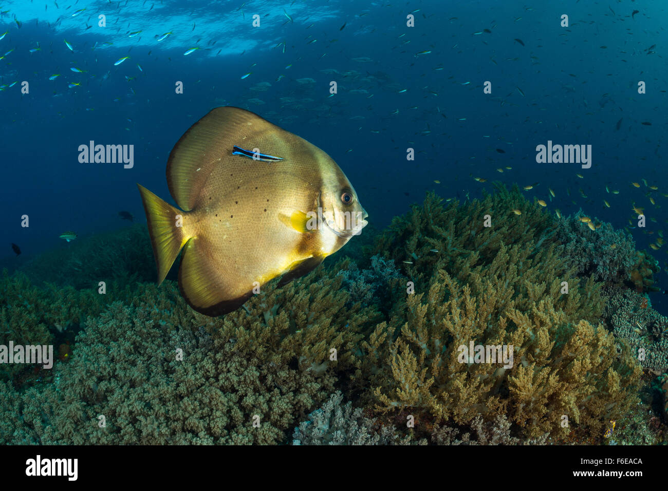 Dusky Batfish, Platax pinnatus, Misool, Raja Ampat, Indonesia Stock ...