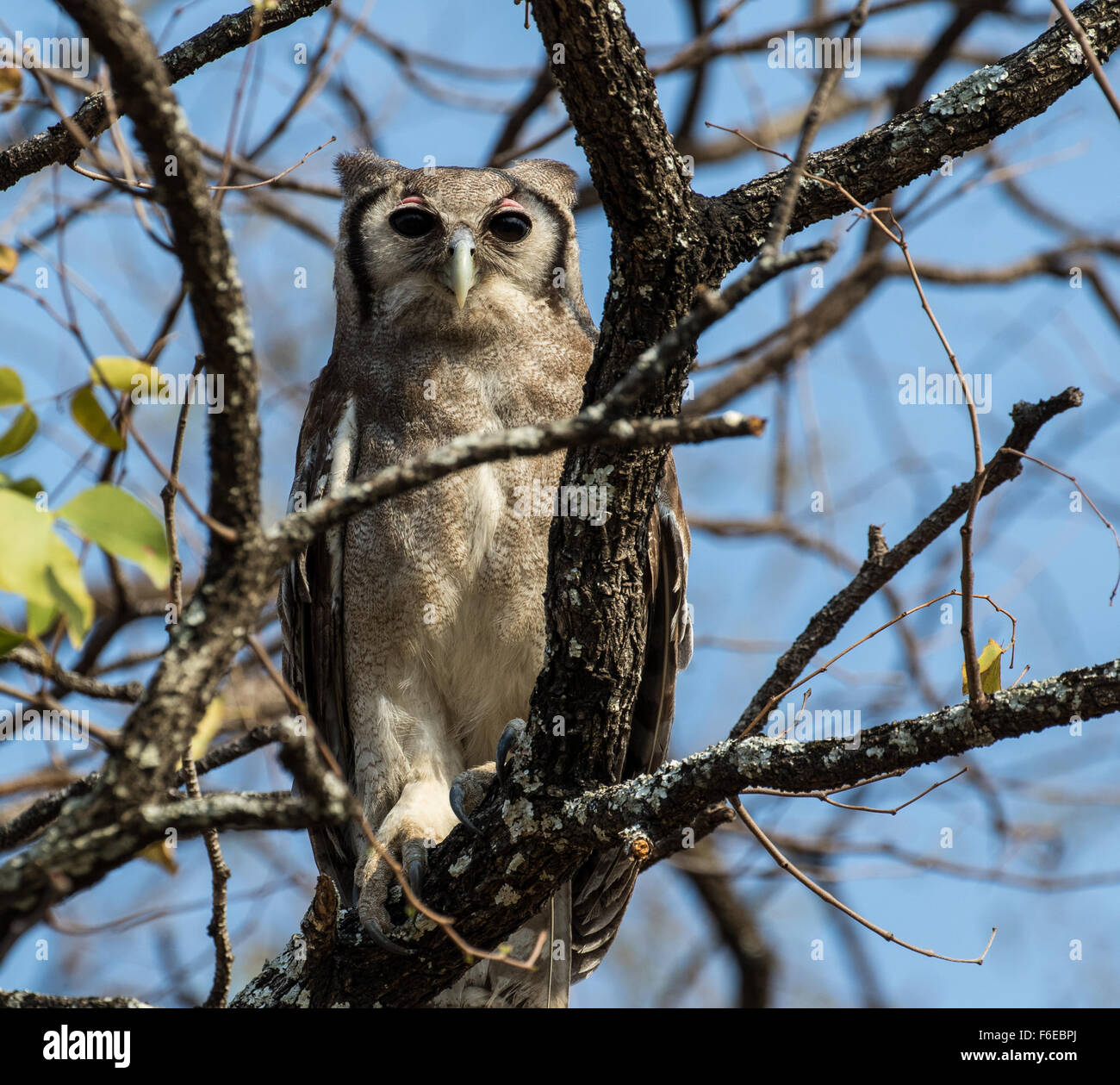 A giant eagle owl (Bubo lacteus), commonly known as Verreaux's eagle ...