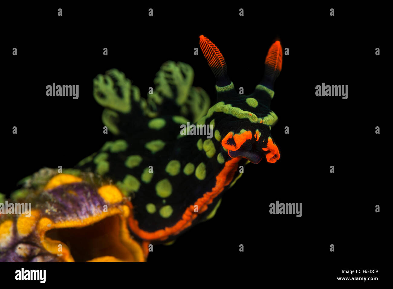 Variable Neon Slug, Nembrotha kubaryana, Misool, Raja Ampat, Indonesia ...