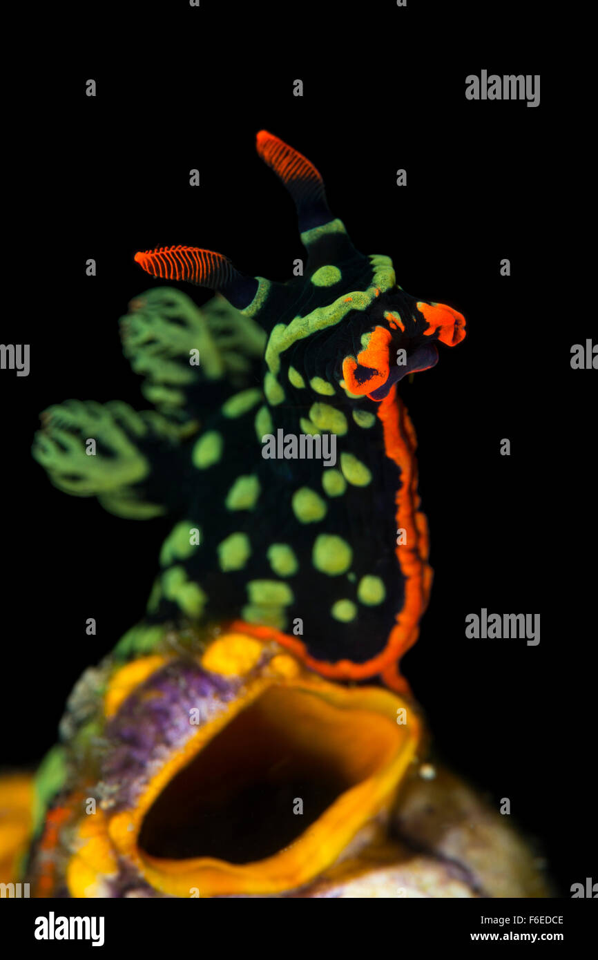 Variable Neon Slug, Nembrotha kubaryana, Misool, Raja Ampat, Indonesia ...