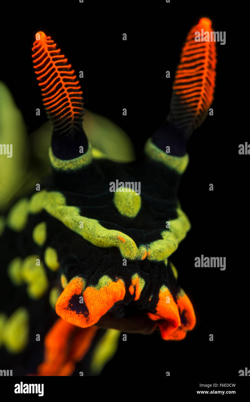 Variable Neon Slug, Nembrotha kubaryana, Misool, Raja Ampat, Indonesia ...