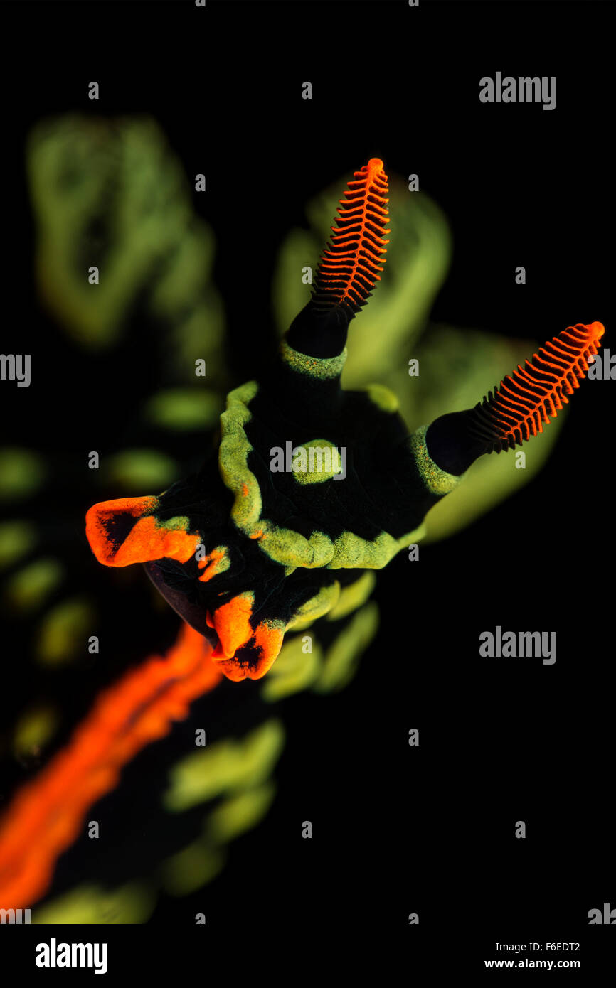Variable Neon Slug, Nembrotha kubaryana, Misool, Raja Ampat, Indonesia ...