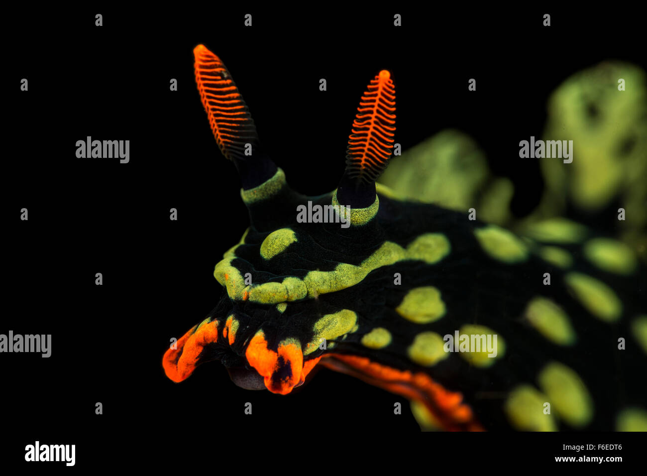 Variable Neon Slug, Nembrotha kubaryana, Misool, Raja Ampat, Indonesia ...
