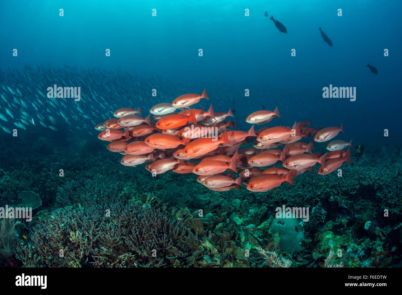 Shoal of Slender Pinjalo, Pinjalo lewisi, Waigeo, Raja Ampat, Indonesia ...