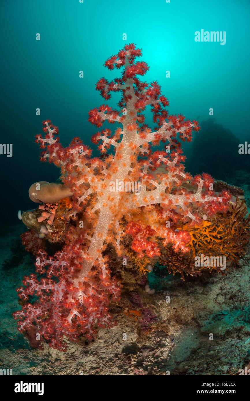 Dendronepthya sp hi-res stock photography and images - Alamy