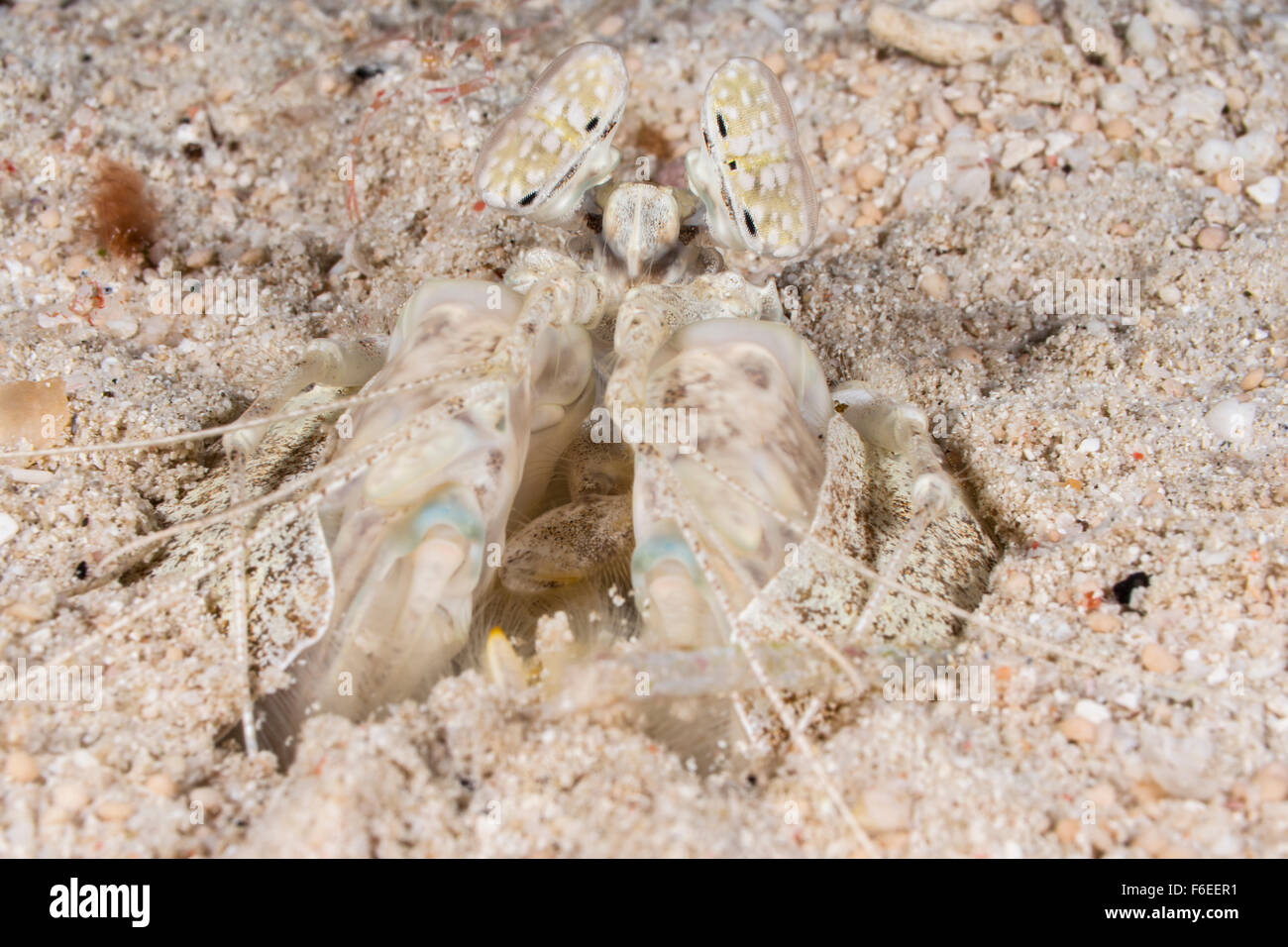 Spearing Mantis Shrimp, Lysiosquillina maculata, Waigeo, Raja Ampat ...