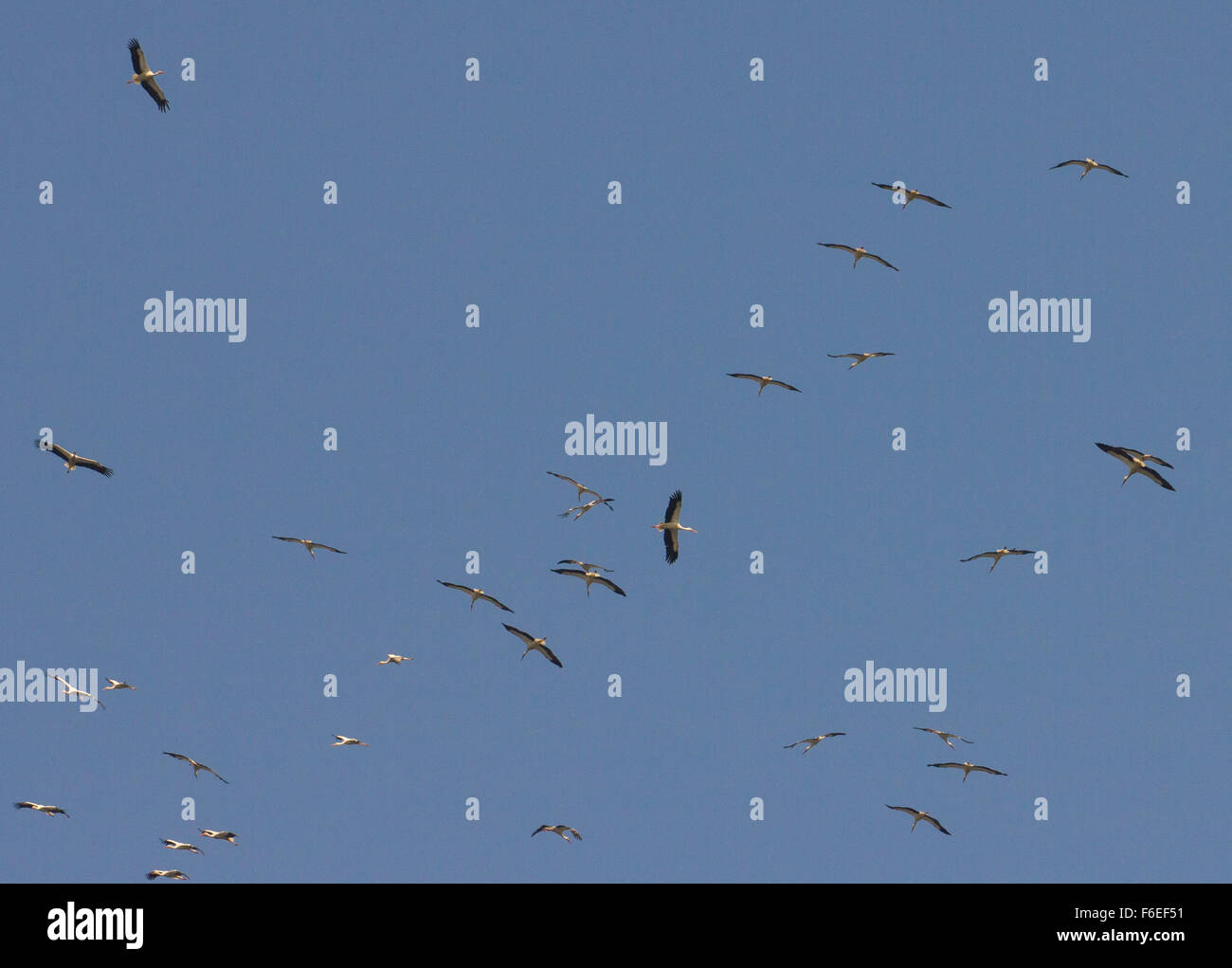 Istanbul with birds flying against blue sky Stock Photo - Alamy