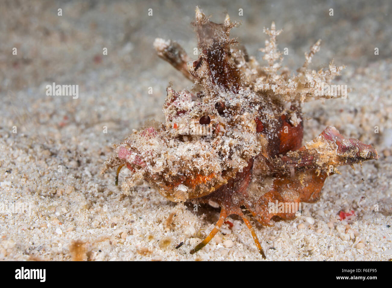 Poisonous Spiny Devilfish, Inimicus didactylus, Waigeo, Raja Ampat ...