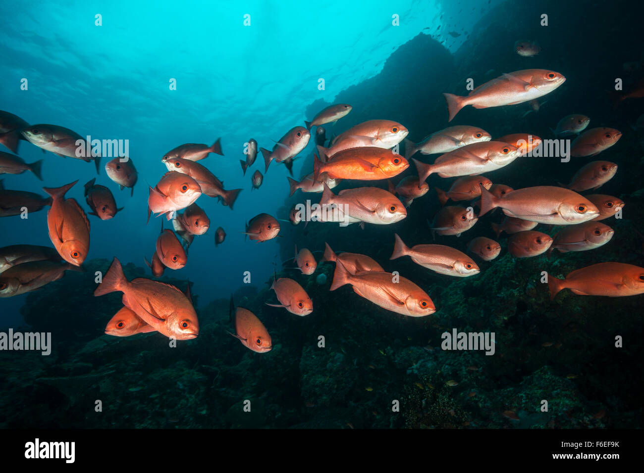Shoal of Slender Pinjalo, Pinjalo lewisi, Waigeo, Raja Ampat, Indonesia ...