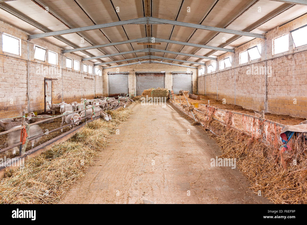 sheep barn with straw Stock Photo - Alamy