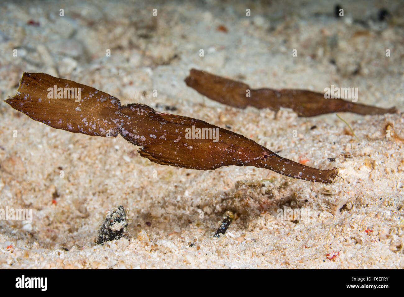Robust Ghost Pipefish, Solenostomus cyanopterus, Waigeo, Raja Ampat ...