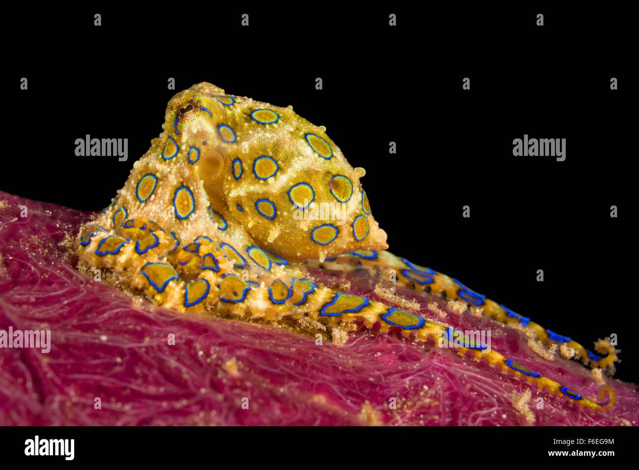 Blue ringed octopus hi-res stock photography and images - Alamy