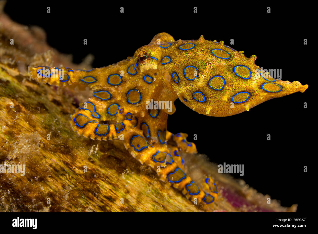 Blue Ringed Octopus, Hapalochlaena lunulata, Waigeo, Raja Ampat ...