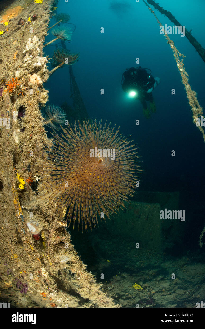 Deep diver hi-res stock photography and images - Alamy