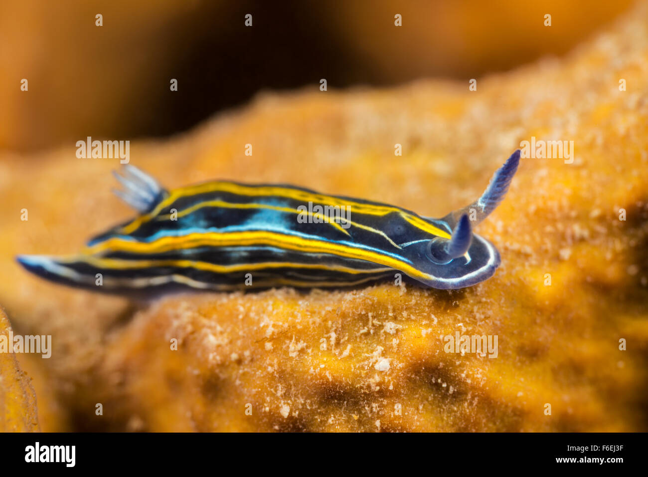Striped nudibranch hi-res stock photography and images - Alamy