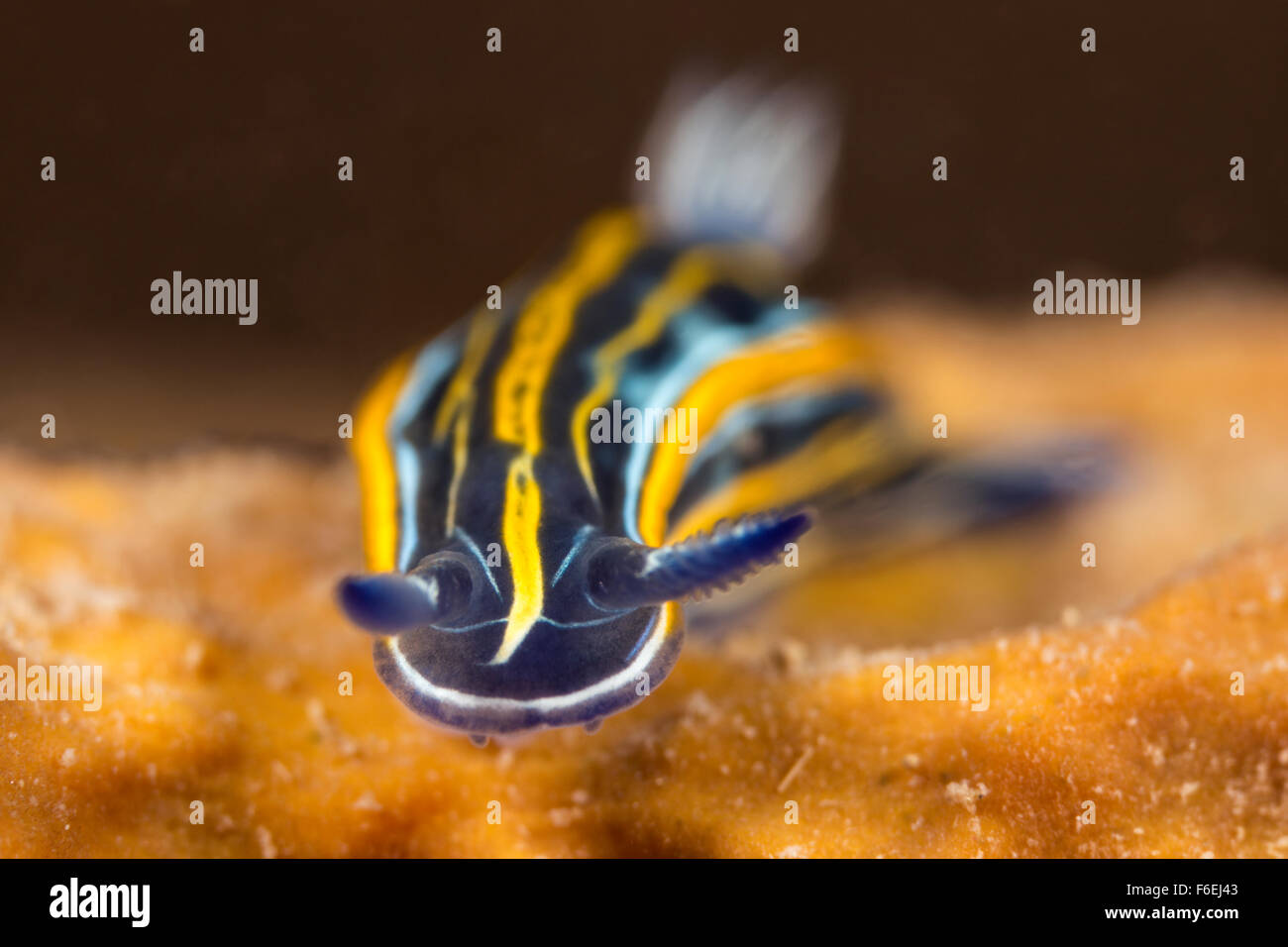 Striped nudibranch hi-res stock photography and images - Alamy