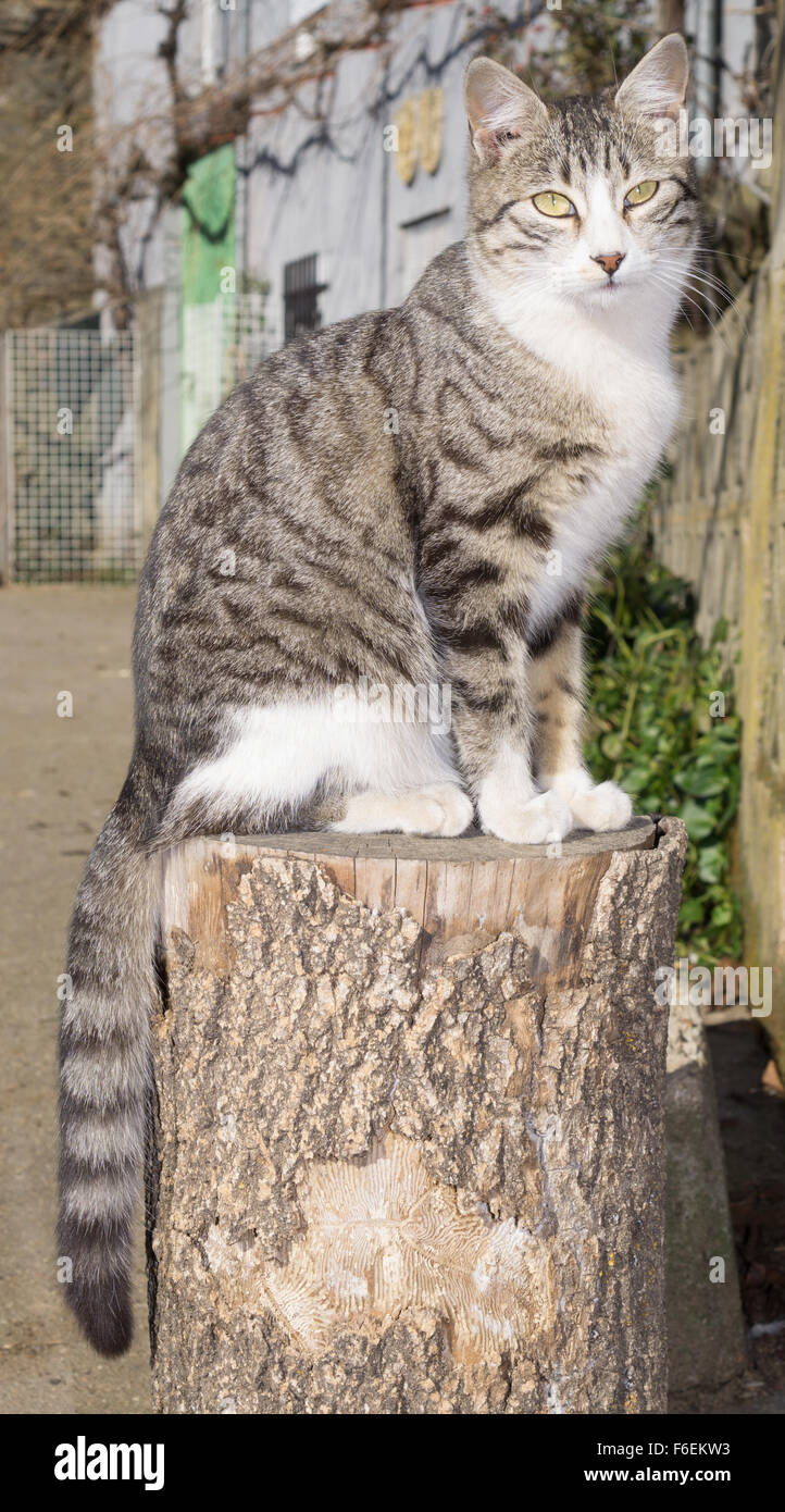 Cat log hi-res stock photography and images - Alamy