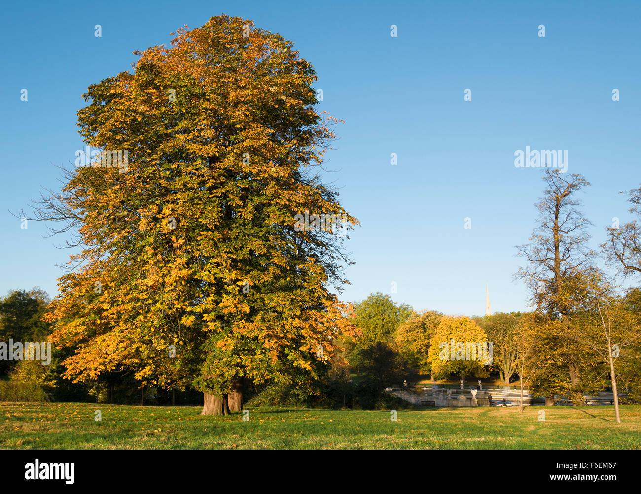 Horse Chestnut Tree in Kensington Gardens in Autumn Stock Photo - Alamy