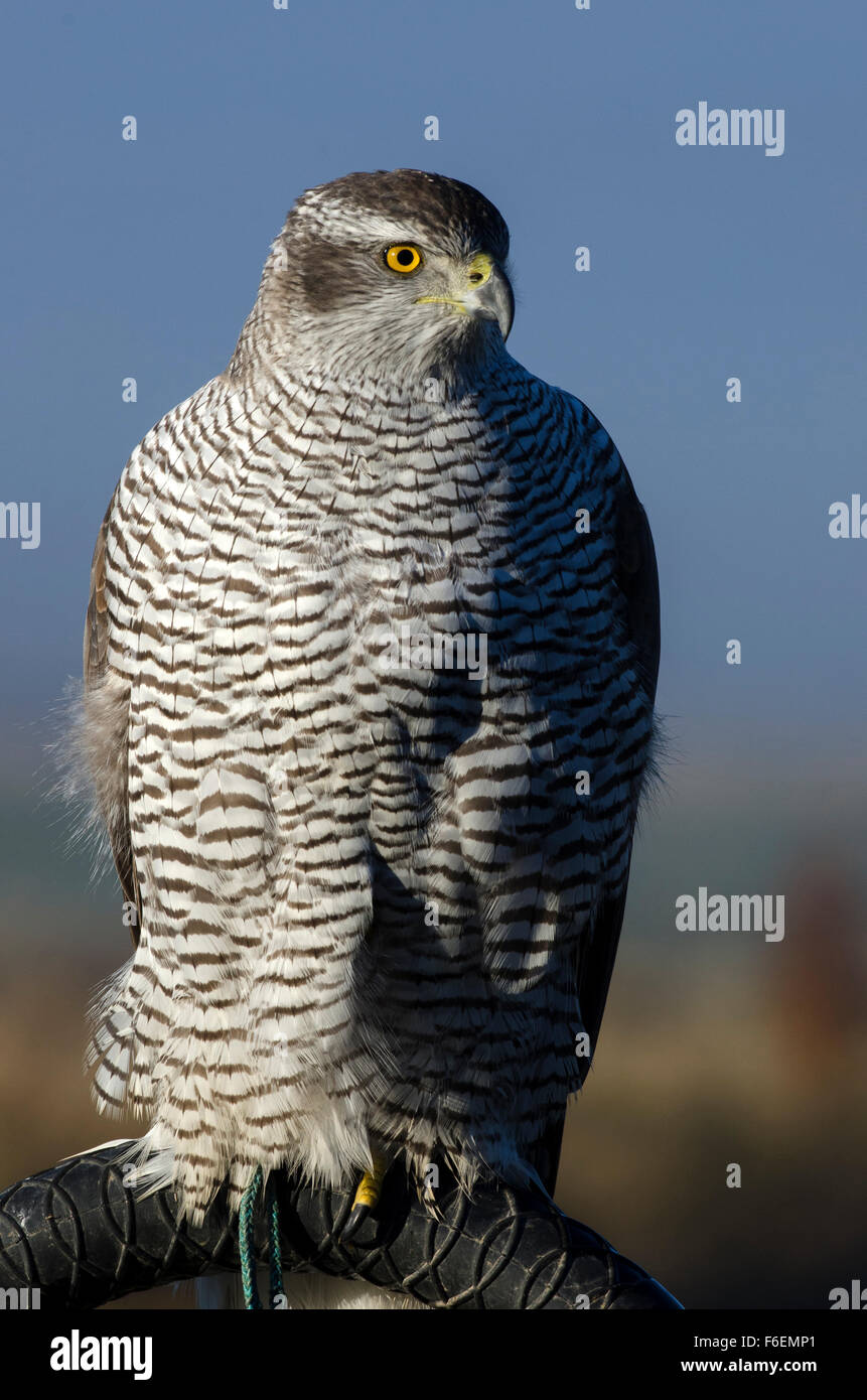 goshawk accipiter gentilis captive hunter scotland Stock Photo - Alamy