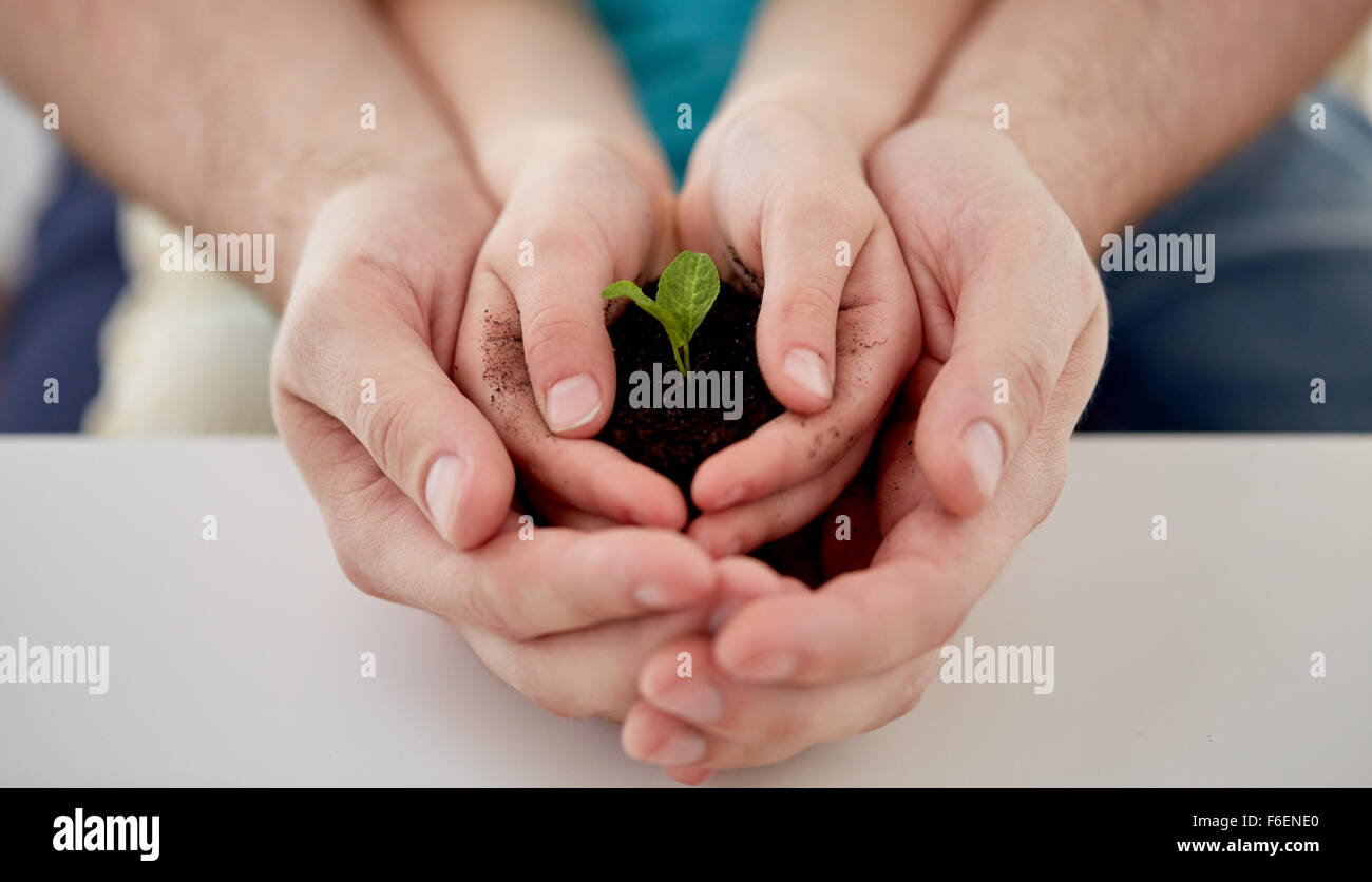close up of father and girl hands holding sprout Stock Photo - Alamy