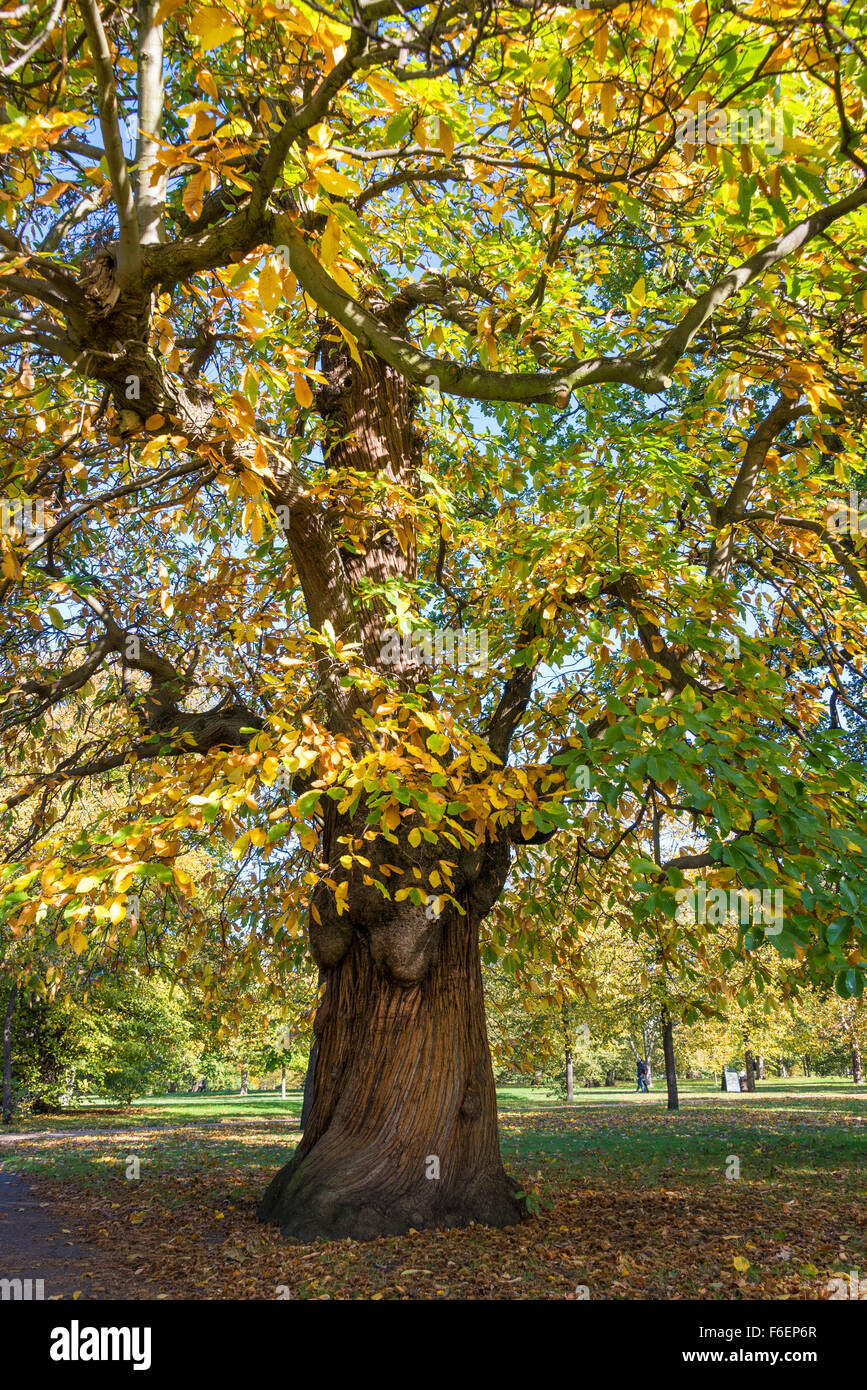 Autumn Sweet Chestnut Tree in Kensington Gardens Stock Photo - Alamy