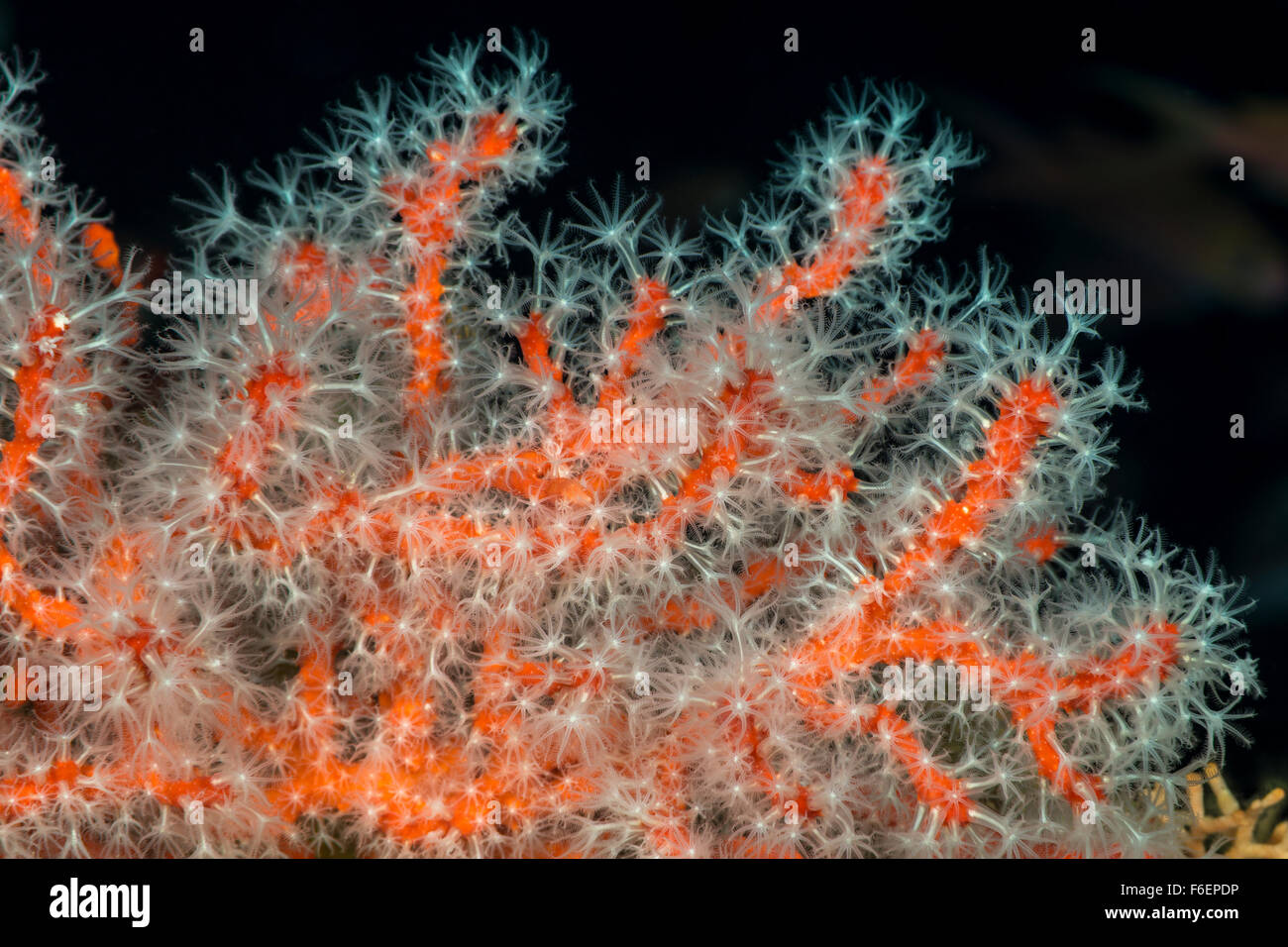 Red coral precious hi-res stock photography and images - Alamy