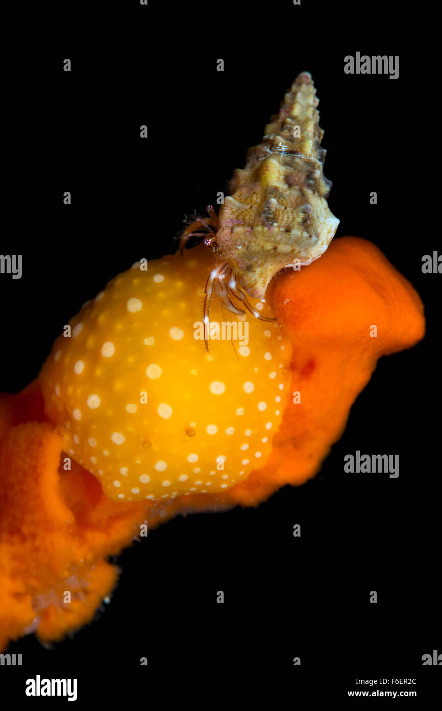 Yellow Nudibranch, Phyllidia flava, Korcula, Croatia Stock Photo - Alamy