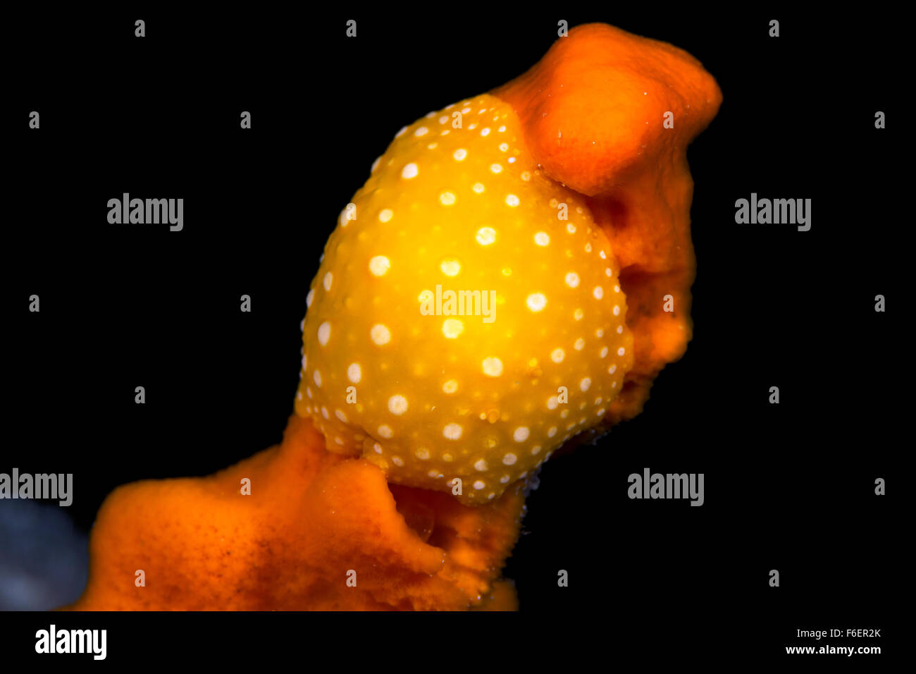 Yellow Nudibranch, Phyllidia flava, Korcula, Croatia Stock Photo - Alamy