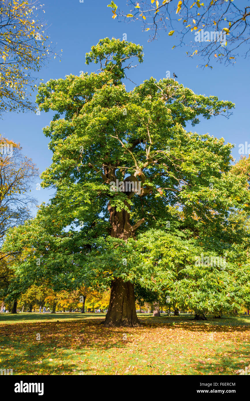 Sweet Chestnut Tree in Kensington Gardens Stock Photo - Alamy